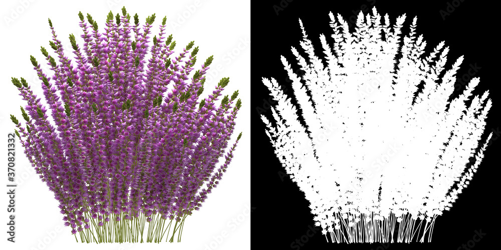 Front view of tree (Calluna) png with alpha channel to cutout 3D ...
