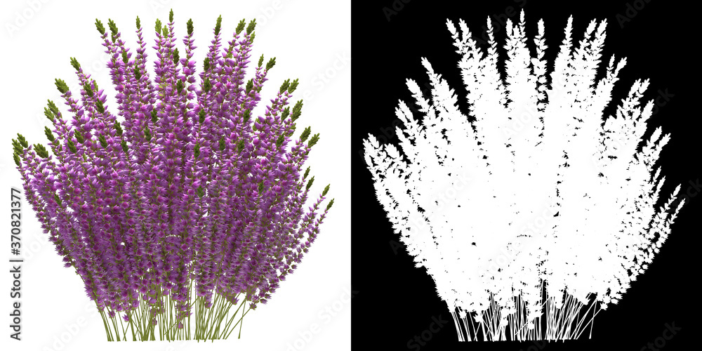 Left view of tree (Calluna) png with alpha channel to cutout 3D ...