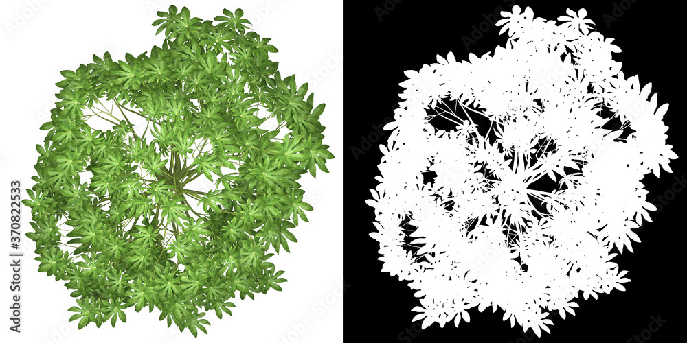 Top view of tree (Fatsia) png with alpha channel to cutout 3D rendering ...