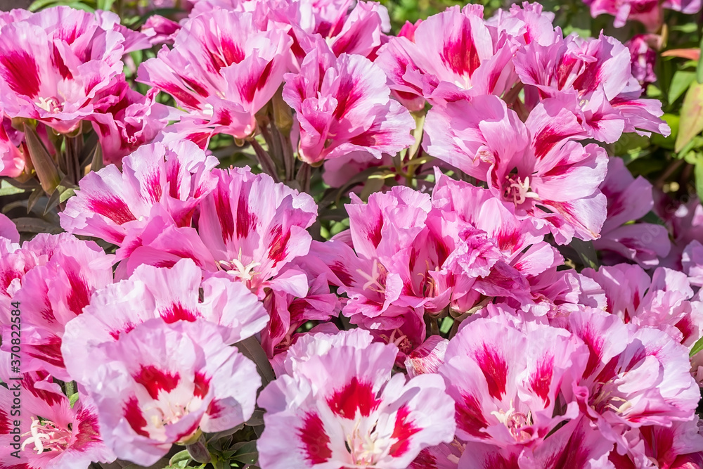 many colors Godetia grandiflora azaleaflora, Clarkia, grade maiden ...