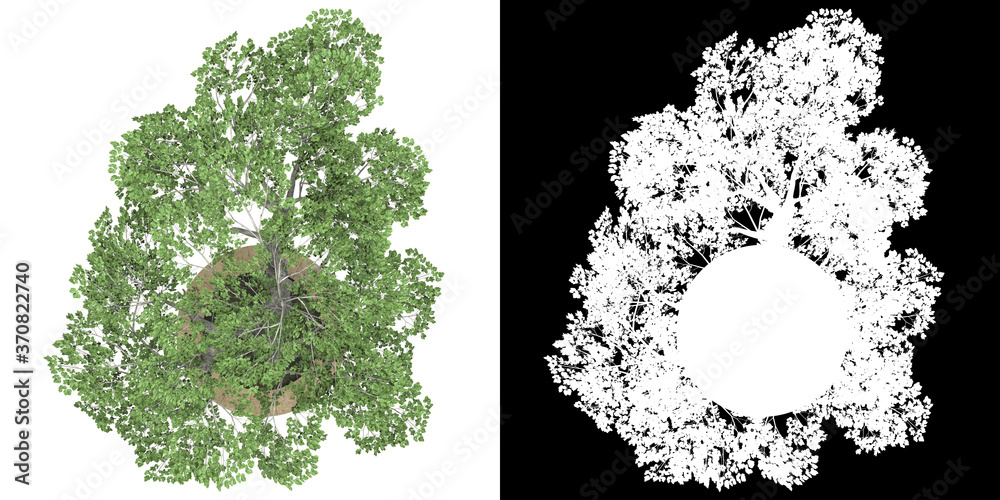 Top view of tree (Ficus Benjamina) png with alpha channel to cutout 3D ...