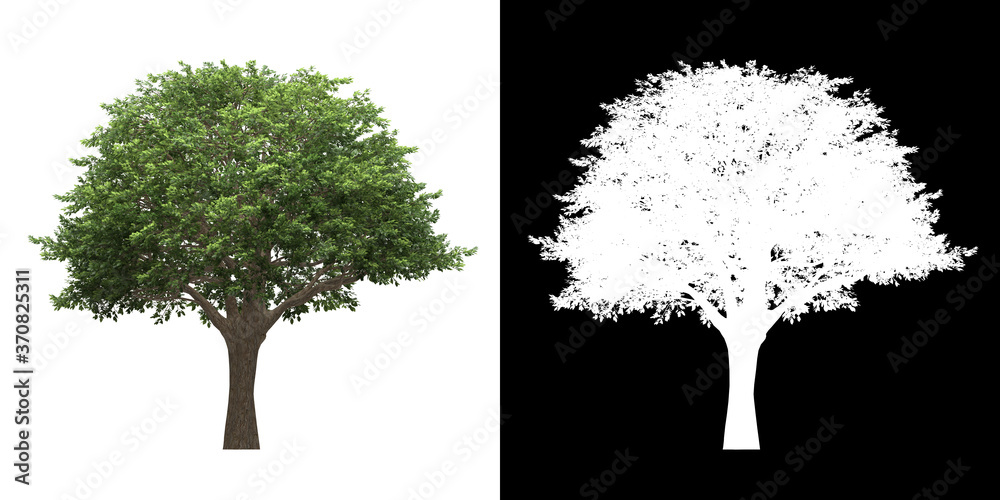 Front view of tree (Schinus Terebinthifolius) png with alpha channel to ...