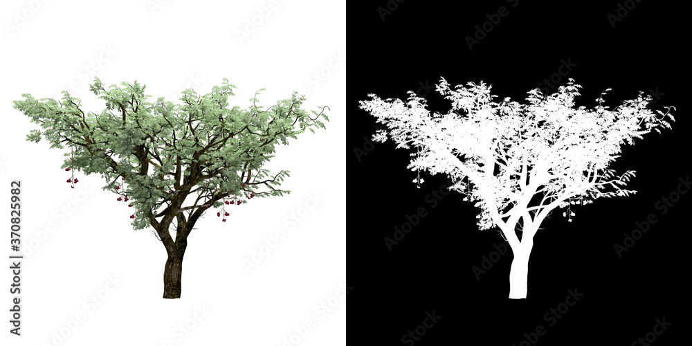 Left view of tree (Ucla) png with alpha channel to cutout 3D rendering ...