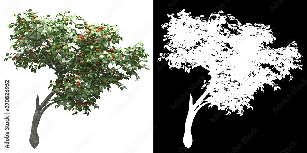 Front view of tree (Generic) png with alpha channel to cutout 3D ...