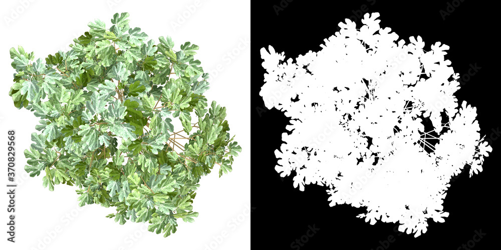 Top view of tree (Ficus Carica) png with alpha channel to cutout 3D ...