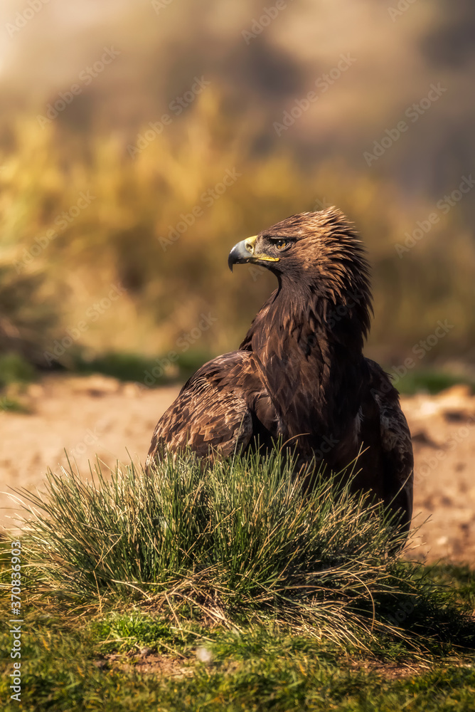 Red-tailed hawk or Buteo jamaicensis raptor bird standing in blurred ...