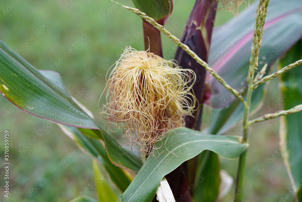 Indian Corn Stalk