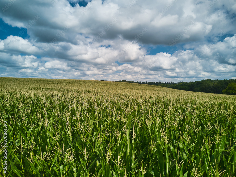 Aerial Drone images of Amish country cornfields in Pennsylvania ...