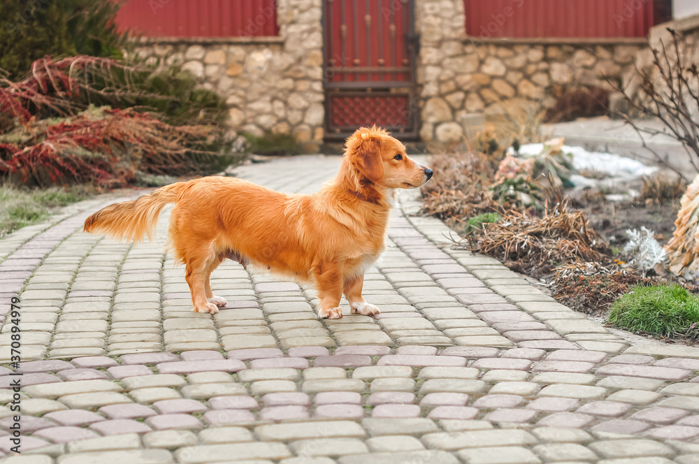 Cute orange puppy dog stands on its paws on the yard background ...