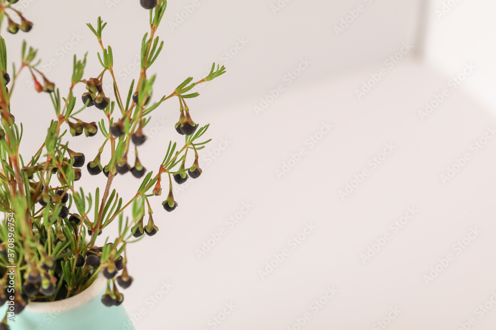 Basic white background image featuring small bunch of boronia stems ...
