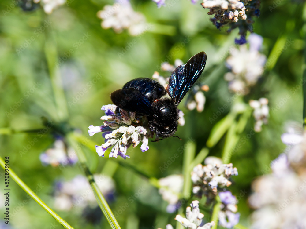 Xylocopa violacea ou Xylocope violet ou abeille charpentière butinant ...