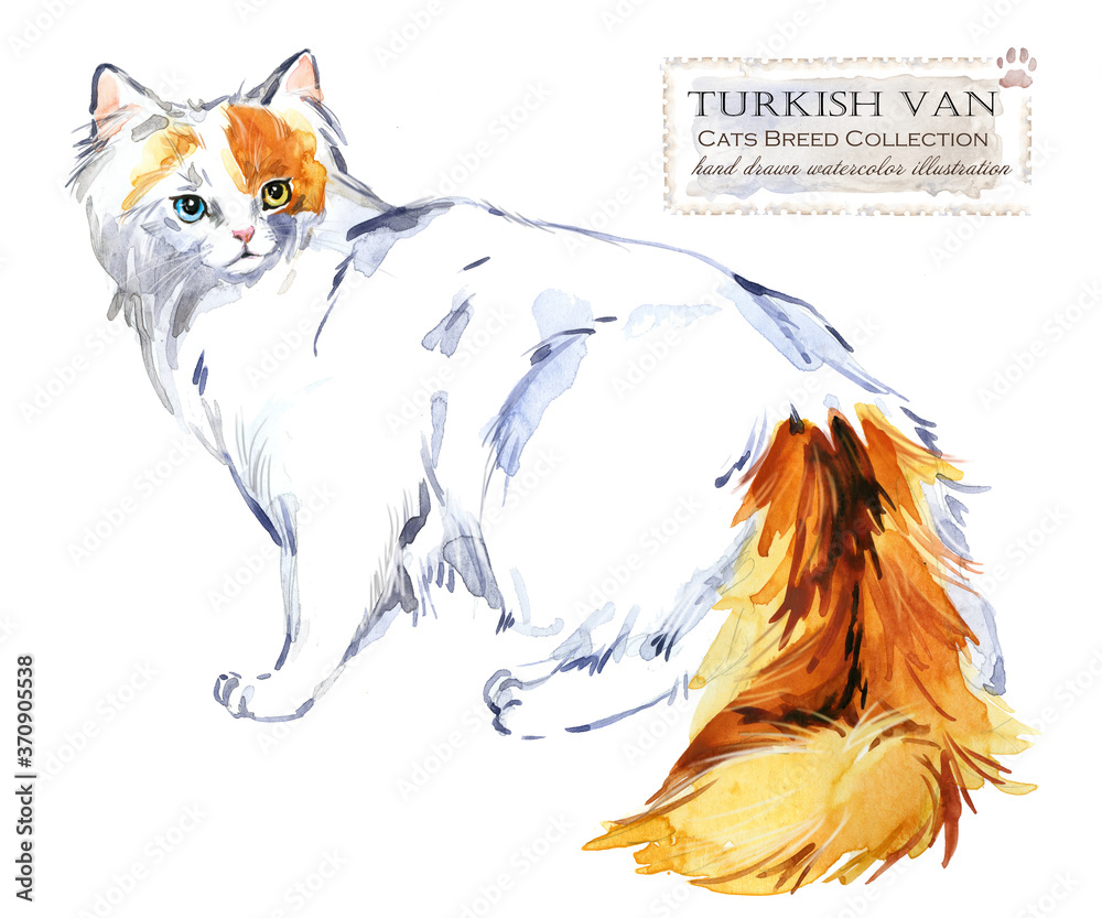 Cute Turkish Van Kittens