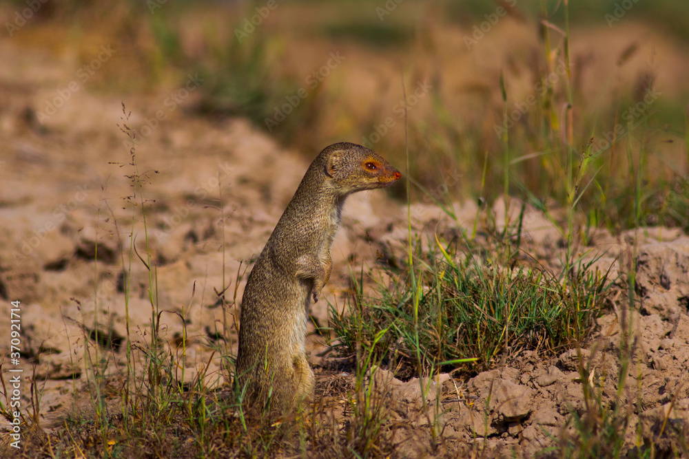 The Indian grey mongoose is a mongoose species native to the Indian ...