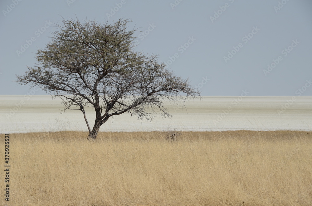 savannah in namibia Stock Photo | Adobe Stock