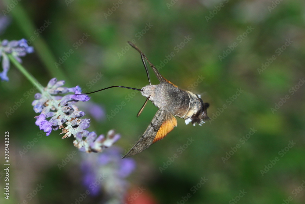 Insekt, Taubenschwanz Kolibrifalter, Taubenschwanz, Kolibrifalter ...