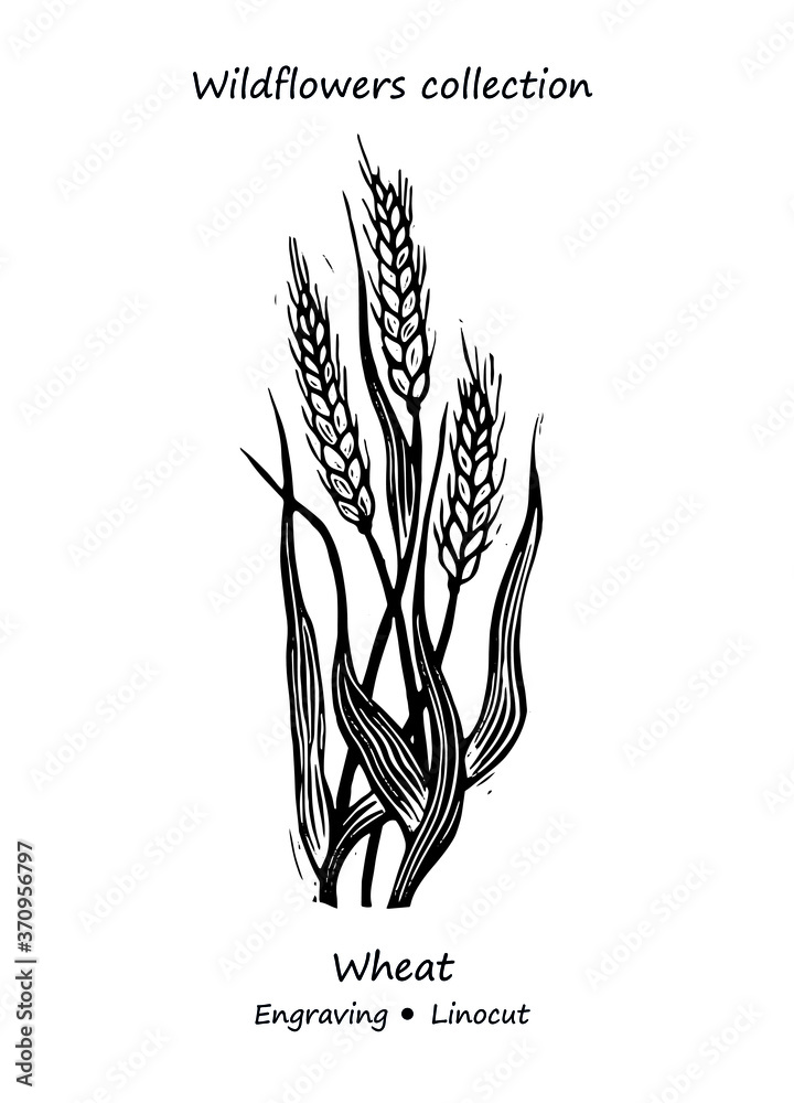 Steppe wheat plant. Wheat vector. Wheat flower vector. Floral ...