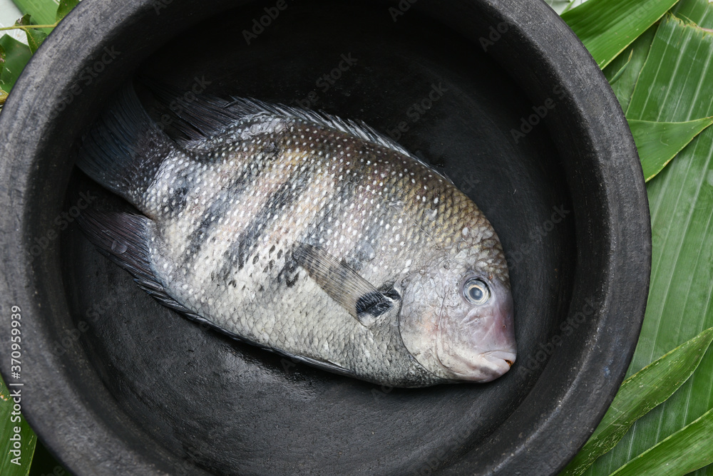 Raw fish Pearl spot, Karimeen in Kerala India. Fresh seafood ...