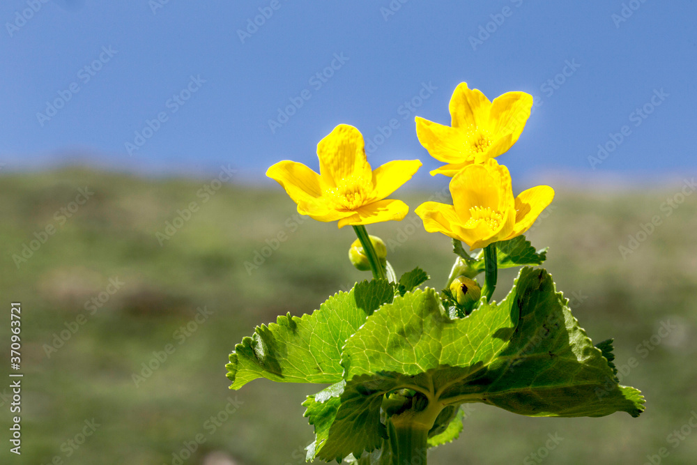 Caltha palustris, known as marsh-marigold and kingcup, is a small to ...