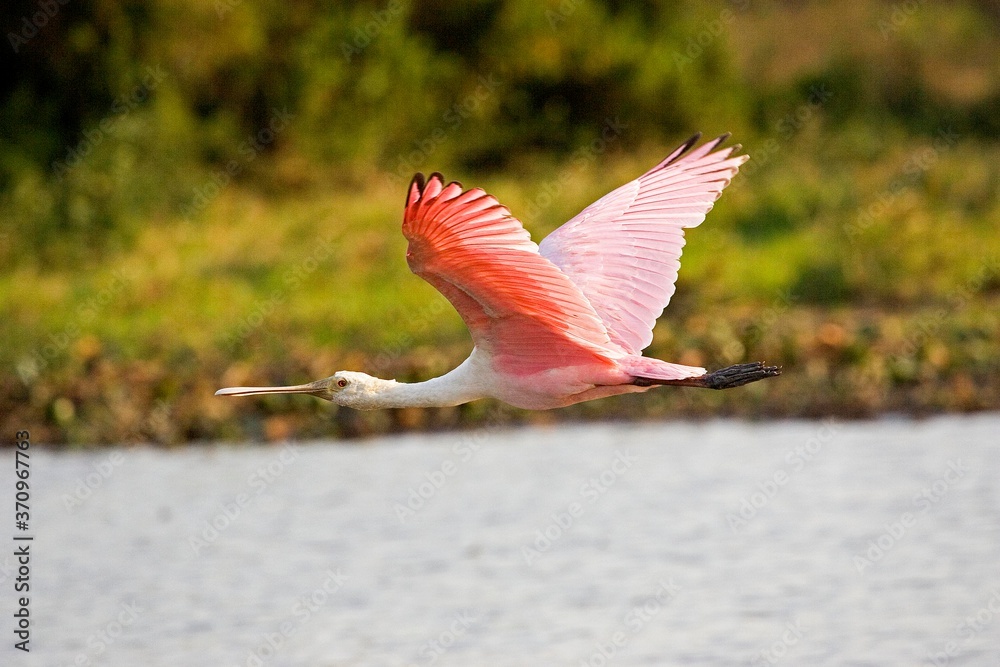 Roseate spoonbill, platalea ajaja, Adult in Flight over Swamp, Los ...