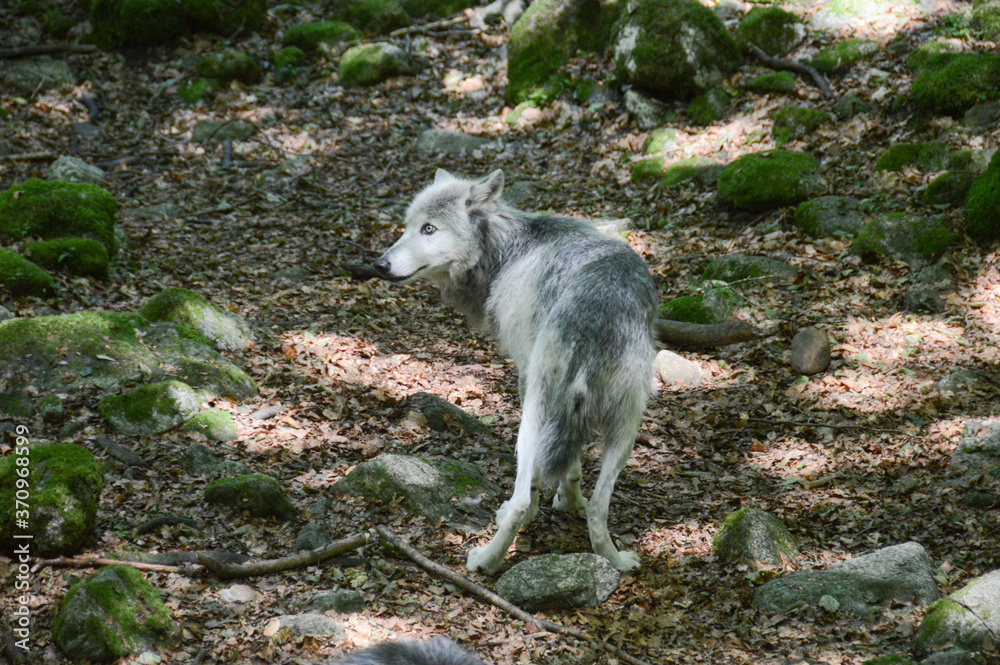loup louve meute montagne bois foret environnement Stock Photo | Adobe ...