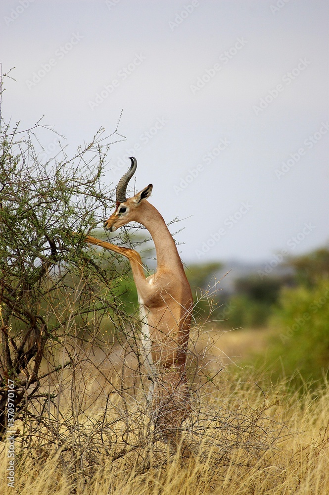 Gazelle Standing