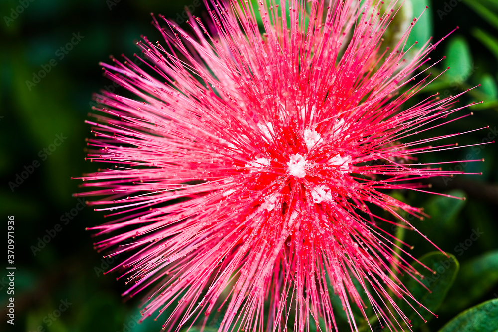 Foto de Calliandra surinamensis, family mimosaceae, common names Pink ...