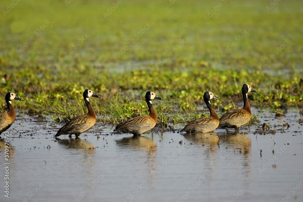 White Faced Whistling Duck, dendrocygna viduata, Group standing in ...