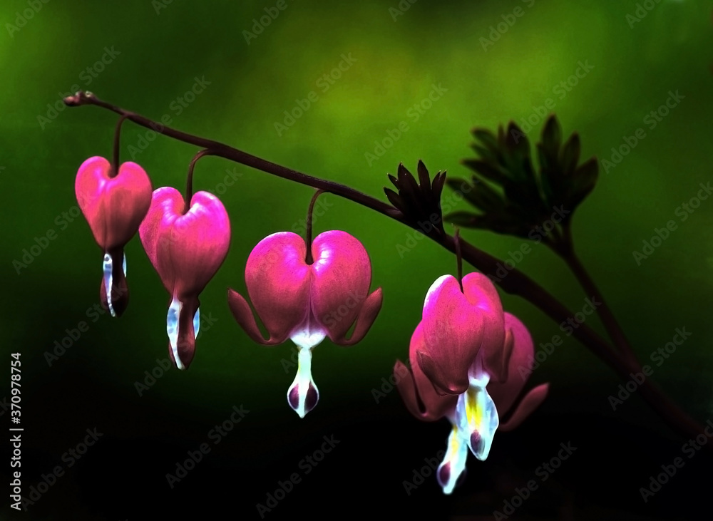Pink color Bleeding Heart flower (Dicentra spectabilis). The other name ...