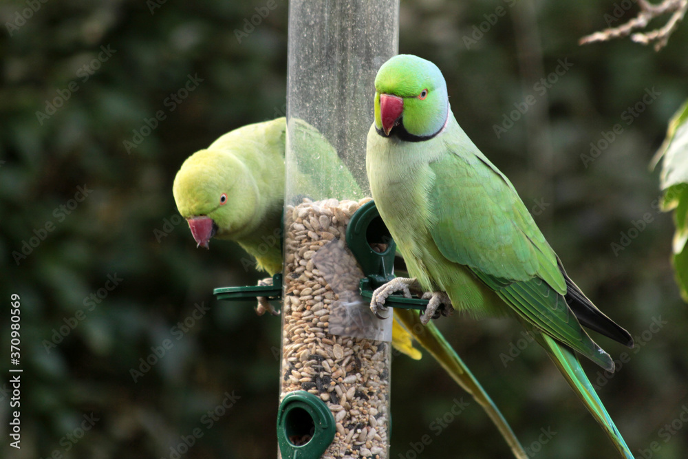A male and female rose-ringed parakeet (Psittacula krameri) sit on a ...
