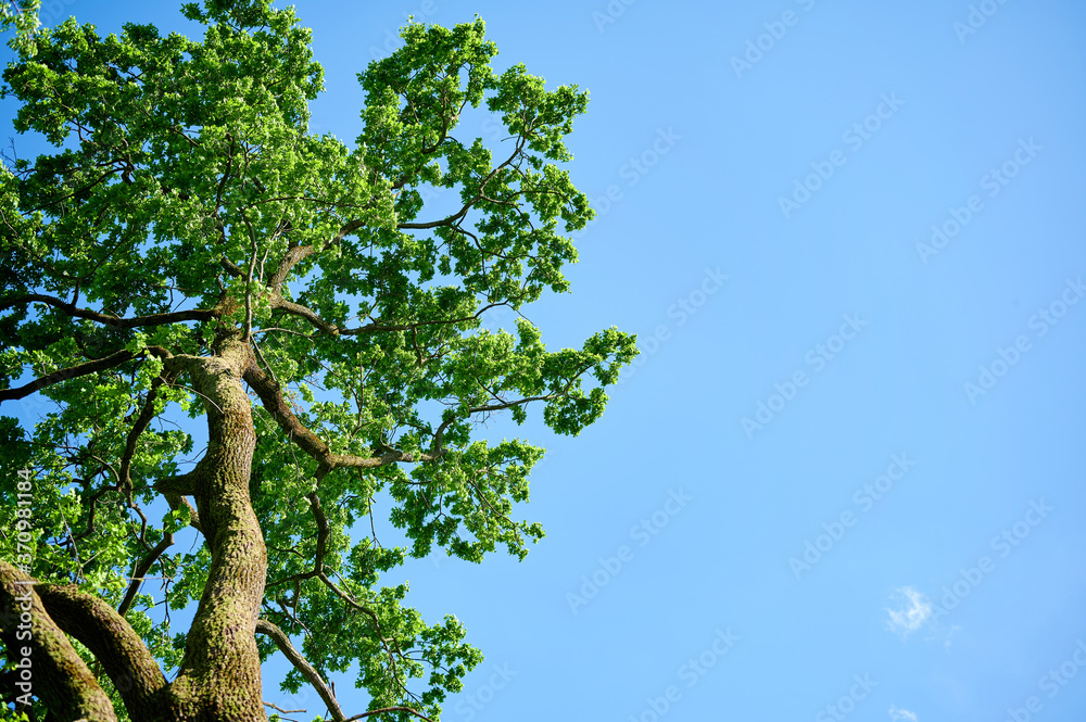 Oak tree with green leaves with blue sky background. View from down. Summer background. Stock ...