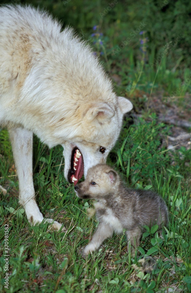 Arctic Wolf, canis lupus tundrarum, Pup with Mother, Alaska Stock Photo ...