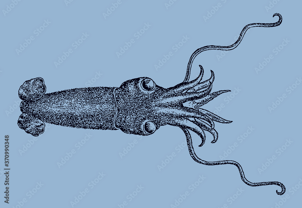 Vecteur Stock Deepsea squid, bathyteuthis abyssicola distributed in all ...