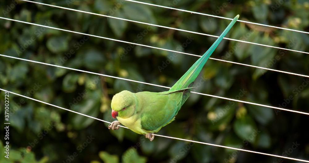 Acrobatic rose-ringed parakeet (Psittacula krameri) wire walking over ...