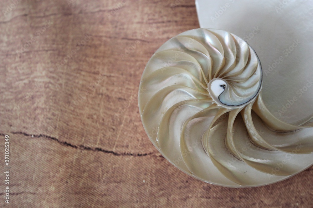 Nautilus shell with copy space wooden background cross section symmetry ...