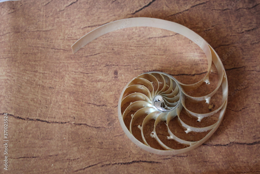 Nautilus shell with copy space wooden background cross section symmetry ...