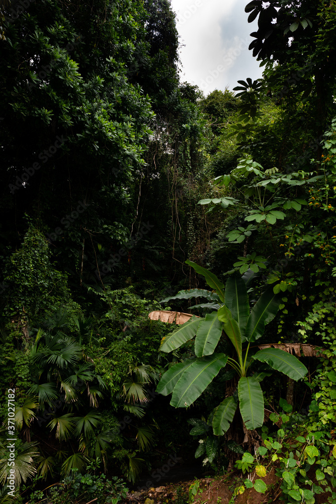 abundant vegetation of the rainforest in the tropics Stock Photo ...