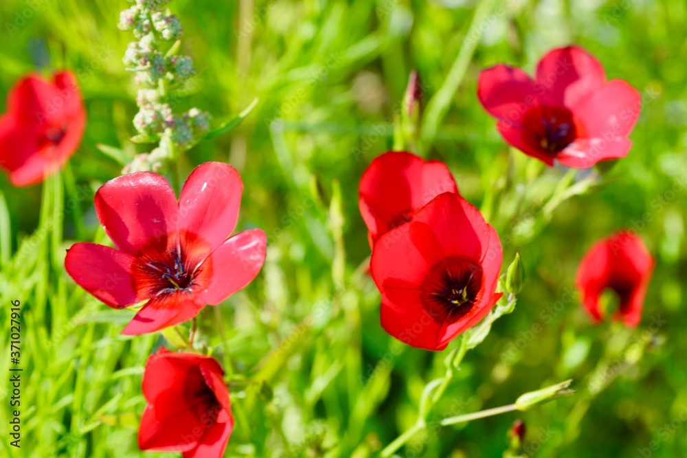 Nature background, wildflowers, wildflower meadow. Mix of multicoloured ...