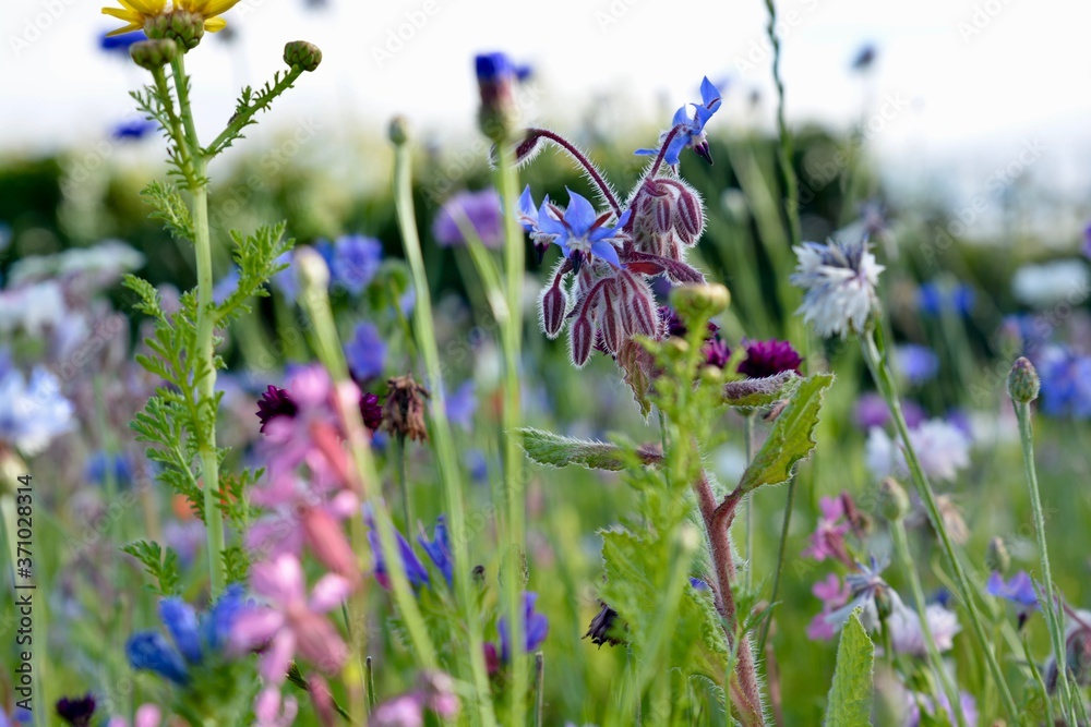 Nature background, wildflowers, wildflower meadow. Mix of multicoloured ...