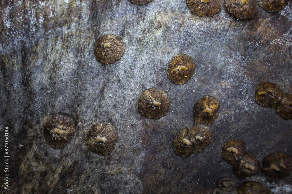 halibut flounder fish leather background texture Stock Photo | Adobe Stock