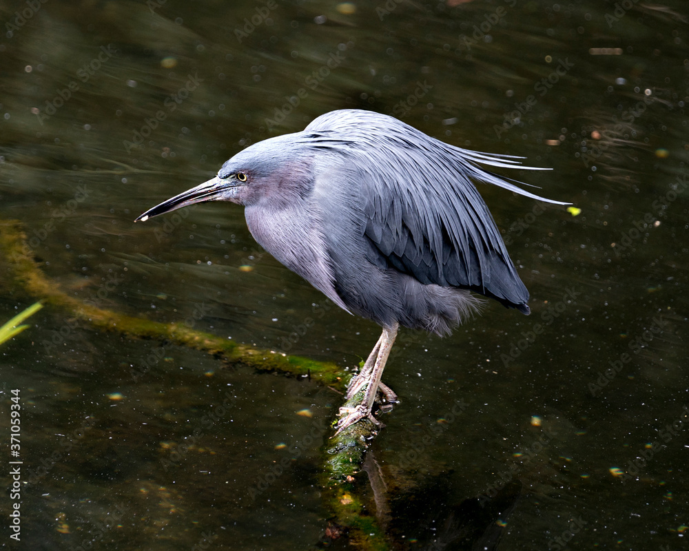 Little Blue Heron bird stock photo. Close-up side profile view perched ...