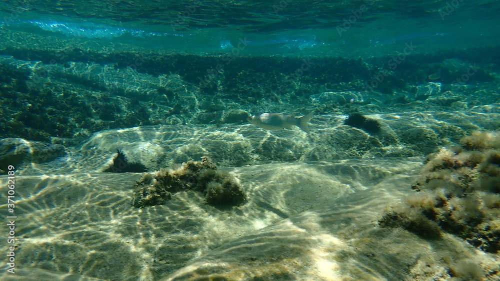 Flathead grey mullet, flathead mullet, striped mullet (Mugil cephalus ...