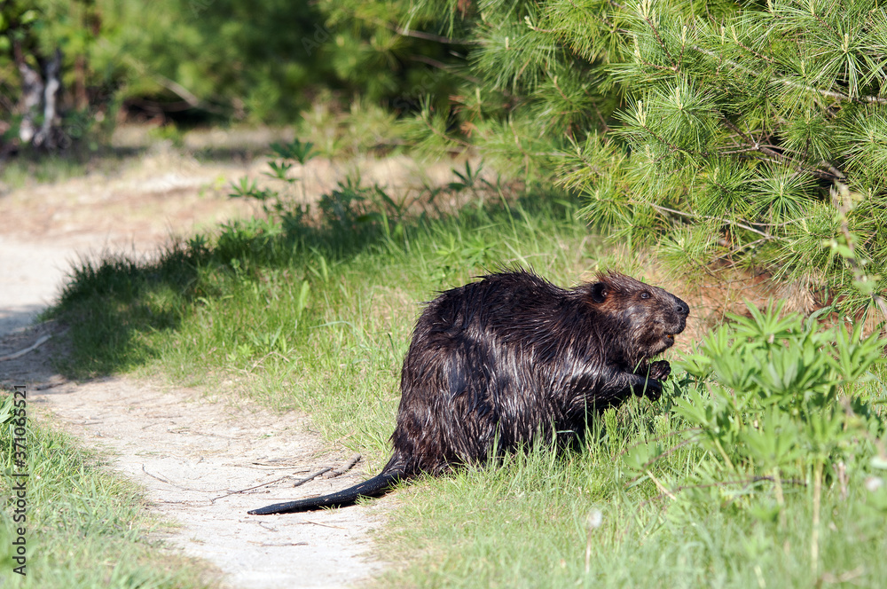 Beaver animal Stock Photos. Beaver close-up profile view displaying ...