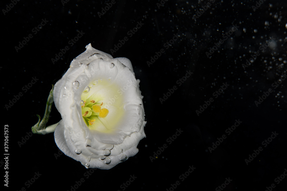 Delicate white Eustoma Lisiantus Flower isolated covered by water drops ...