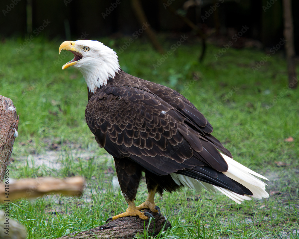 Bald Eagle Stock Photos. Bald Eagle shouting. Singing. Picture ...
