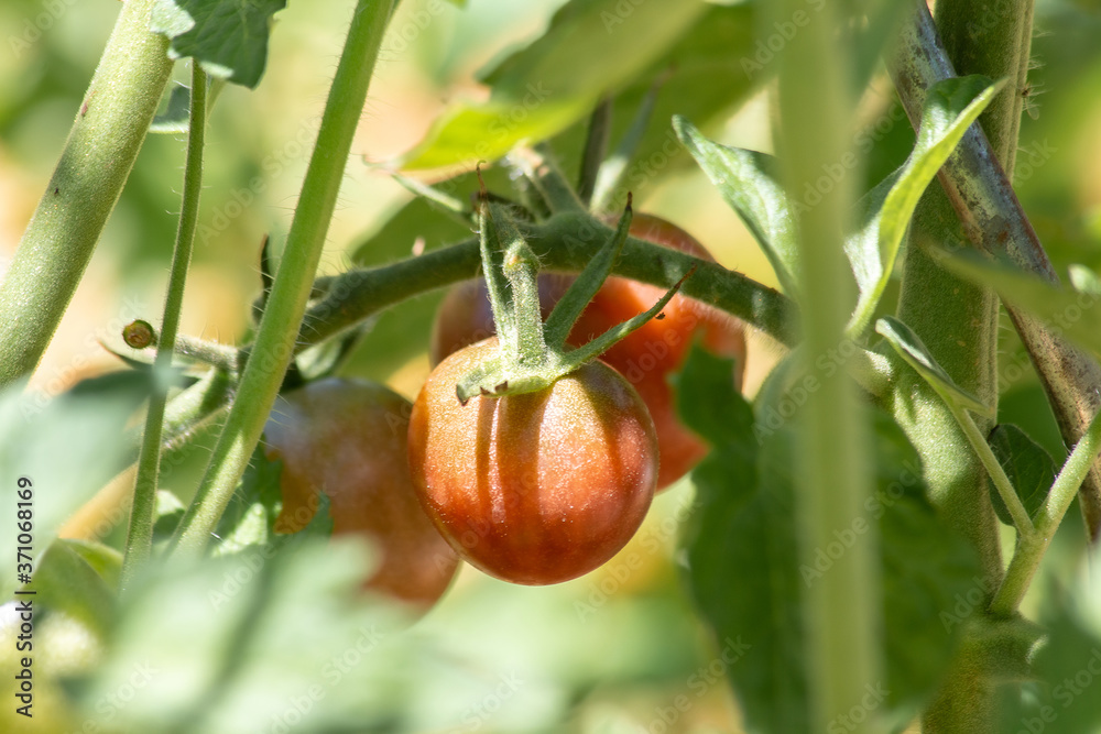 Plans de tomates Stock Photo | Adobe Stock