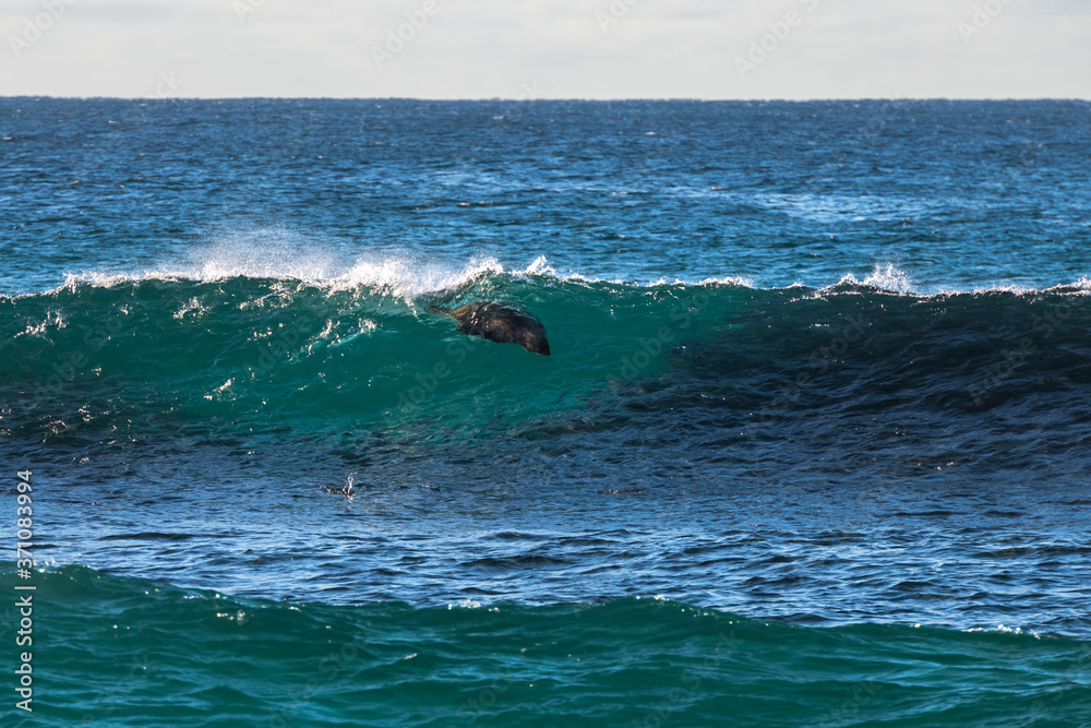 Poster A seal chasing fishes in the wave, Sydney, Australia – Wall Art ...