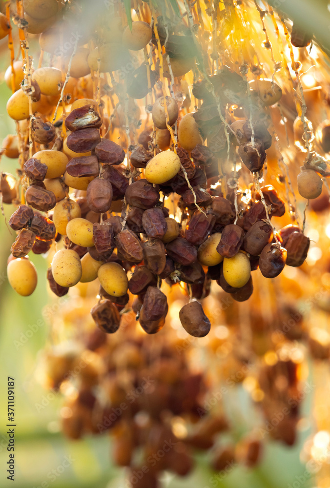 Dates are fruits that have been a staple food of the Middle East for ...