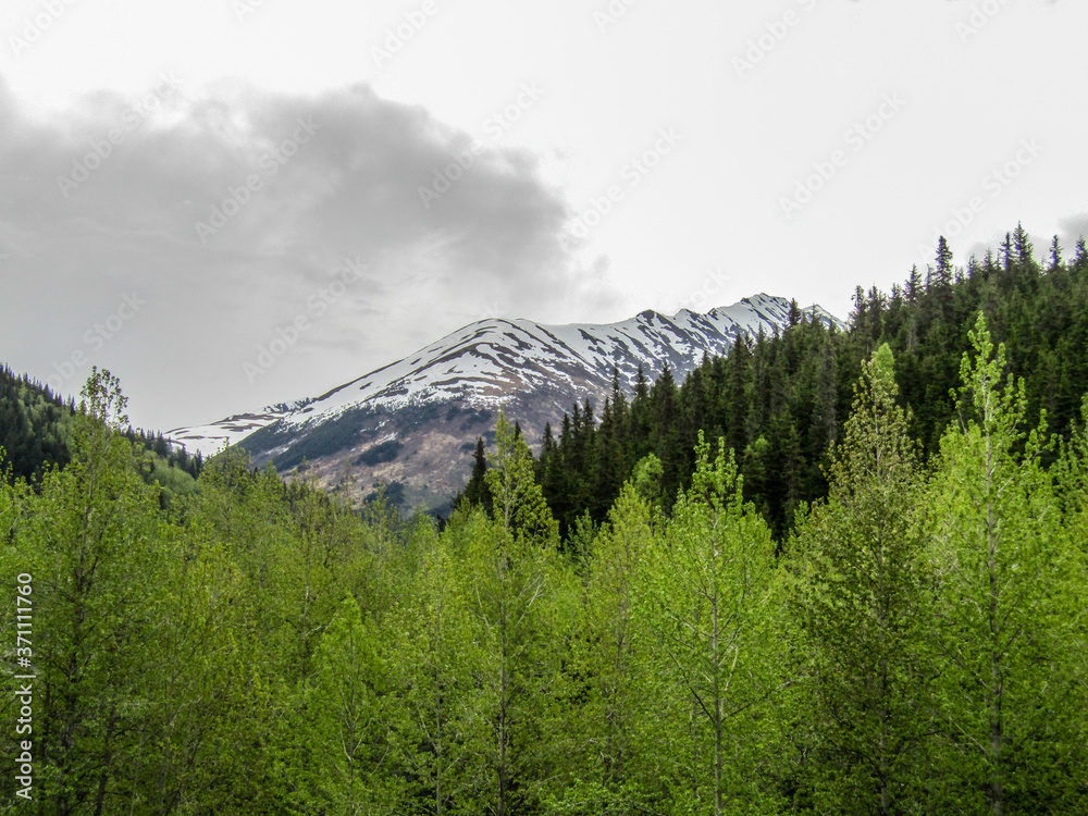 Green forest and snow-capped mountain in Alaska near Kenai river. Stock ...