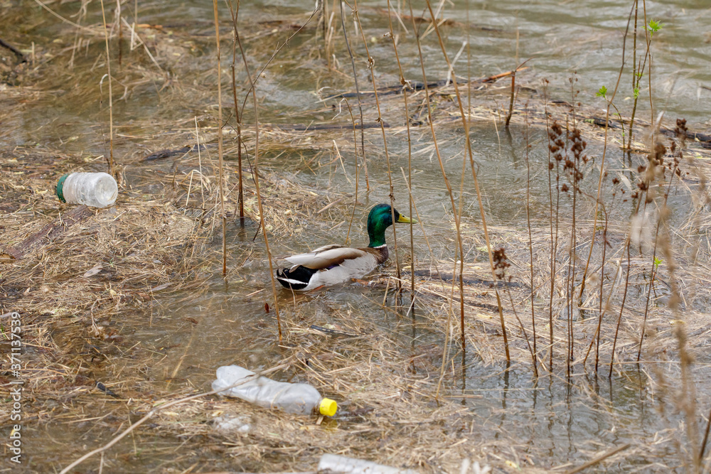 Duck swimming in a river with waste bottles, plastic pollution Stock ...