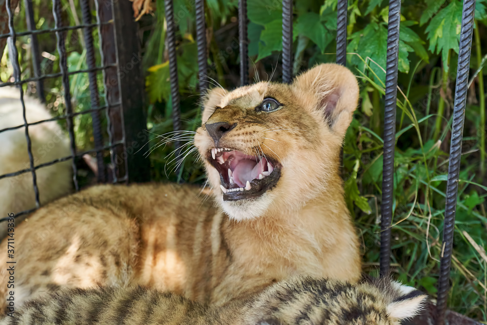 Little tiger in a cage in the zoo roars into the camera. Close-up Stock ...